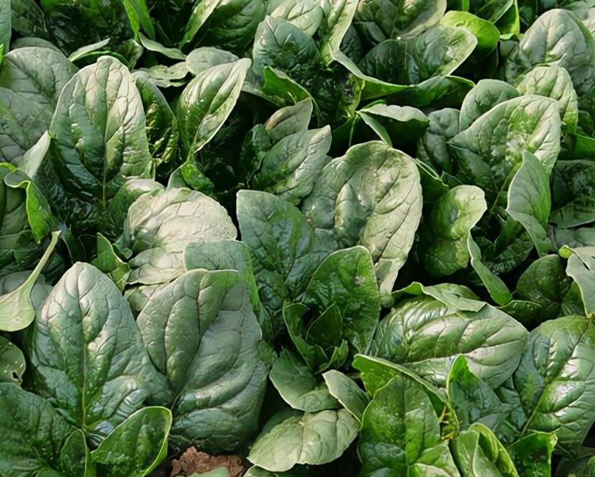 Dried Spinach Flakes & Powder